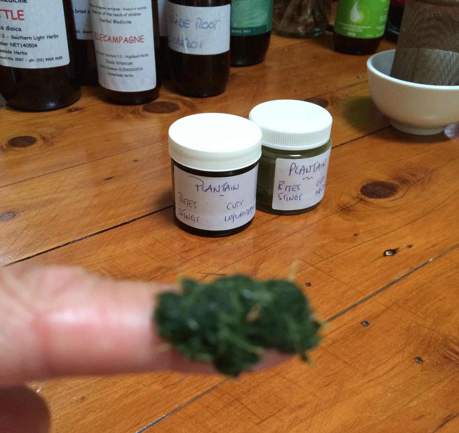 Plantain — Permaculture Northern Beaches