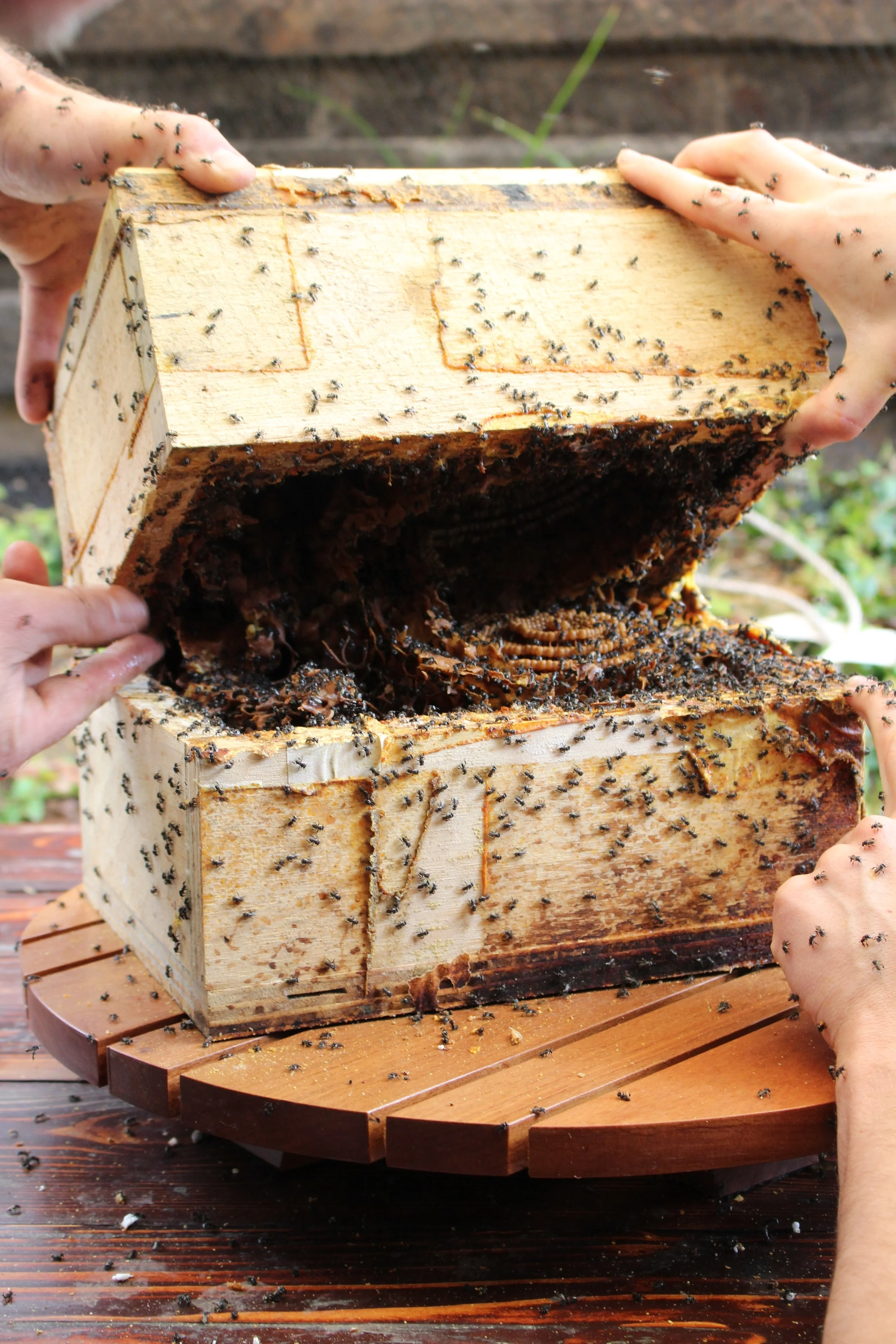 Northern Beaches Bees — Permaculture Northern Beaches