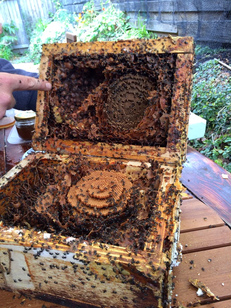 PNB native bee hive — Permaculture Northern Beaches