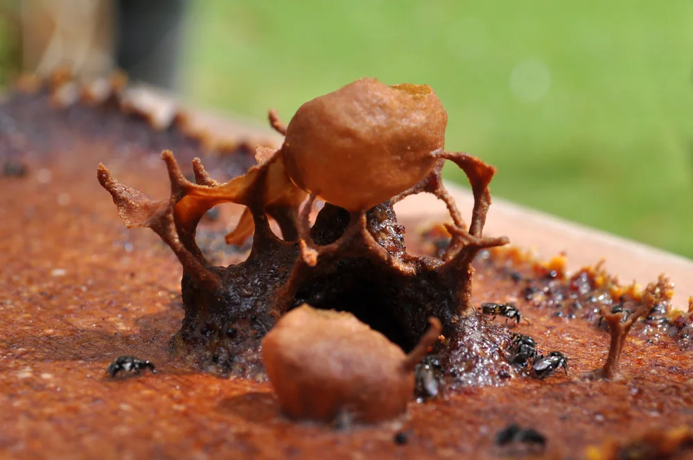 Intricate alien structures — Permaculture Northern Beaches