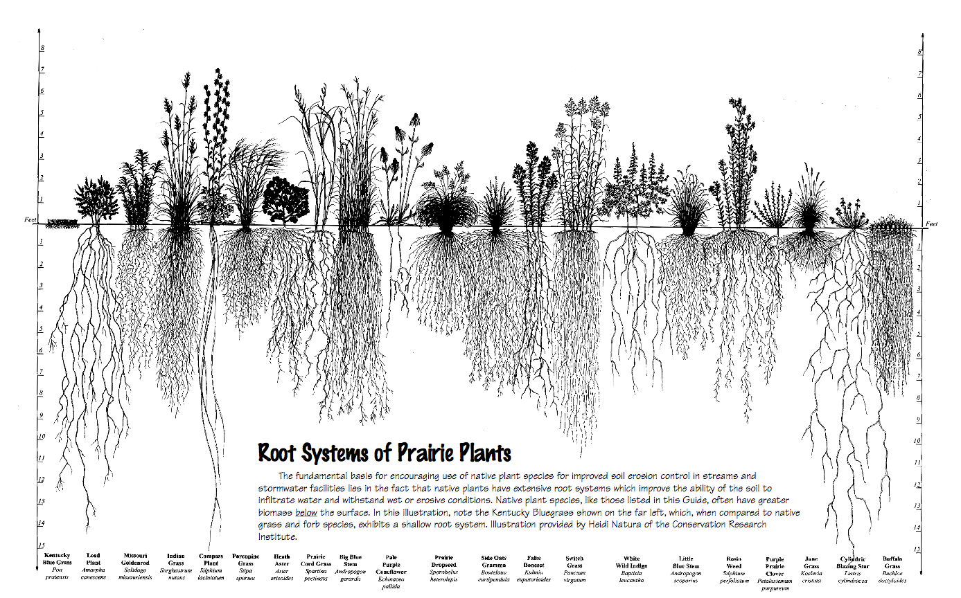 Ohio Native Grasses — The Sunflower Farm