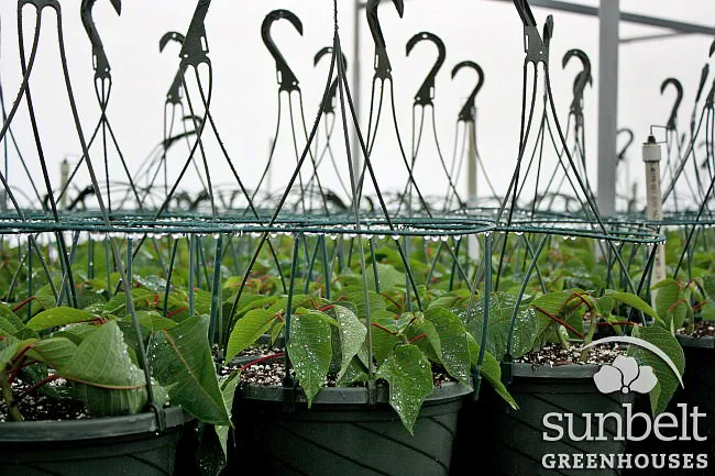 mum netting — Blog — Sunbelt Greenhouses