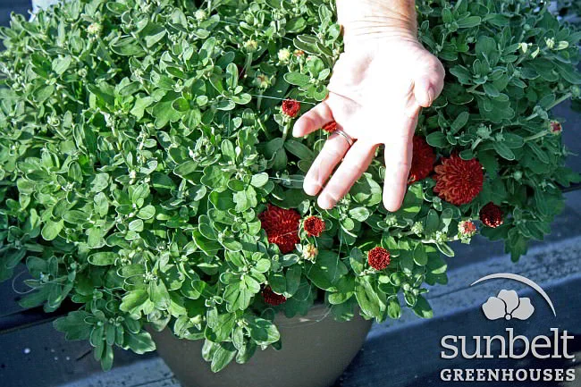 mum netting — Blog — Sunbelt Greenhouses
