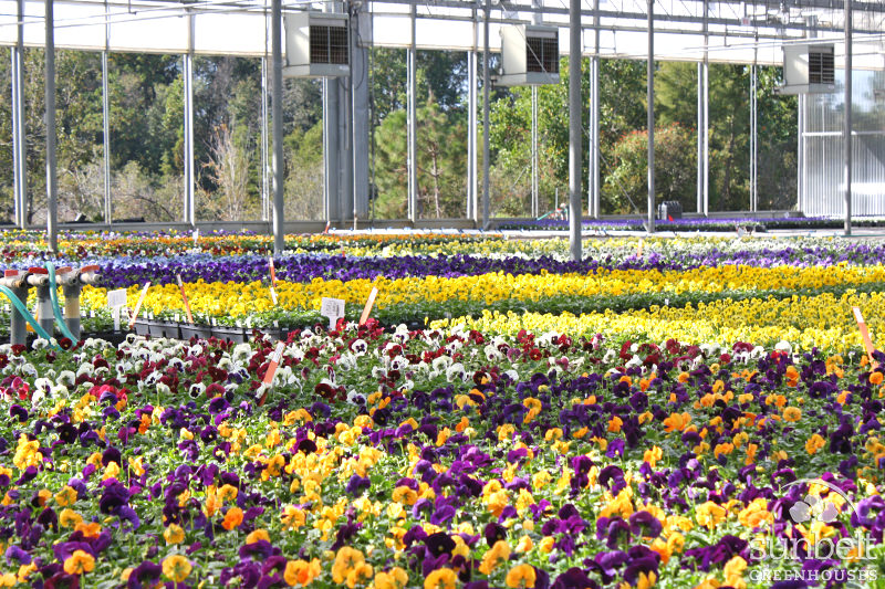 Fall Crops — Sunbelt Greenhouses