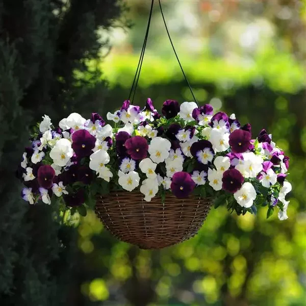 Fall '26 Pansy — Sunbelt Greenhouses