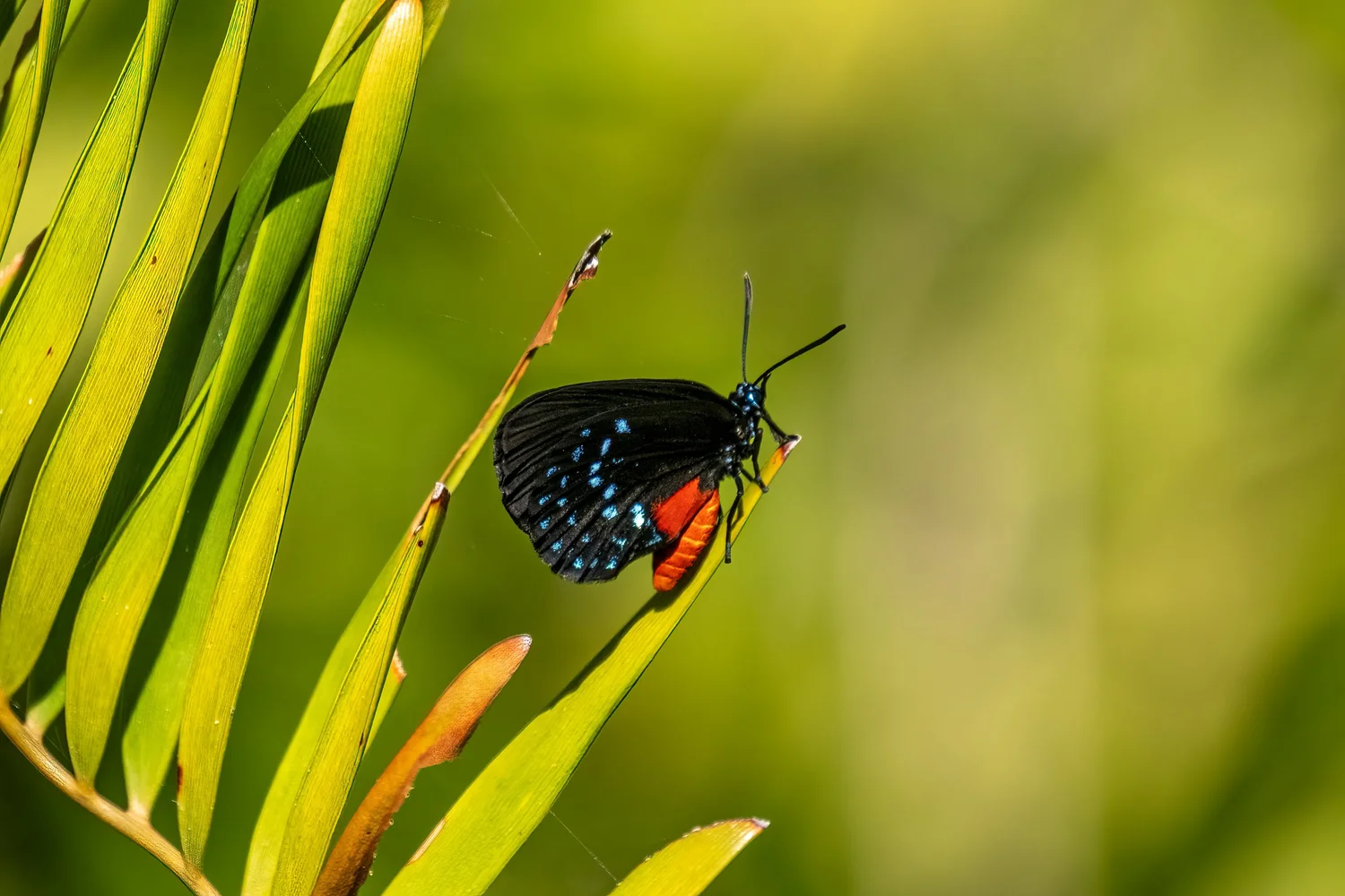 Recent Things (Mostly Writing) — Mark Hedden