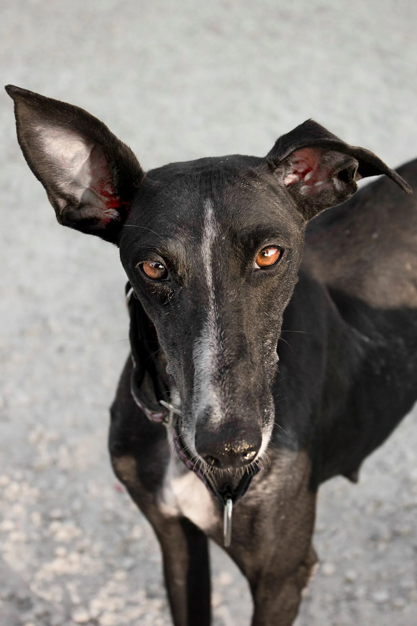 Galgos & Podencos — GPS