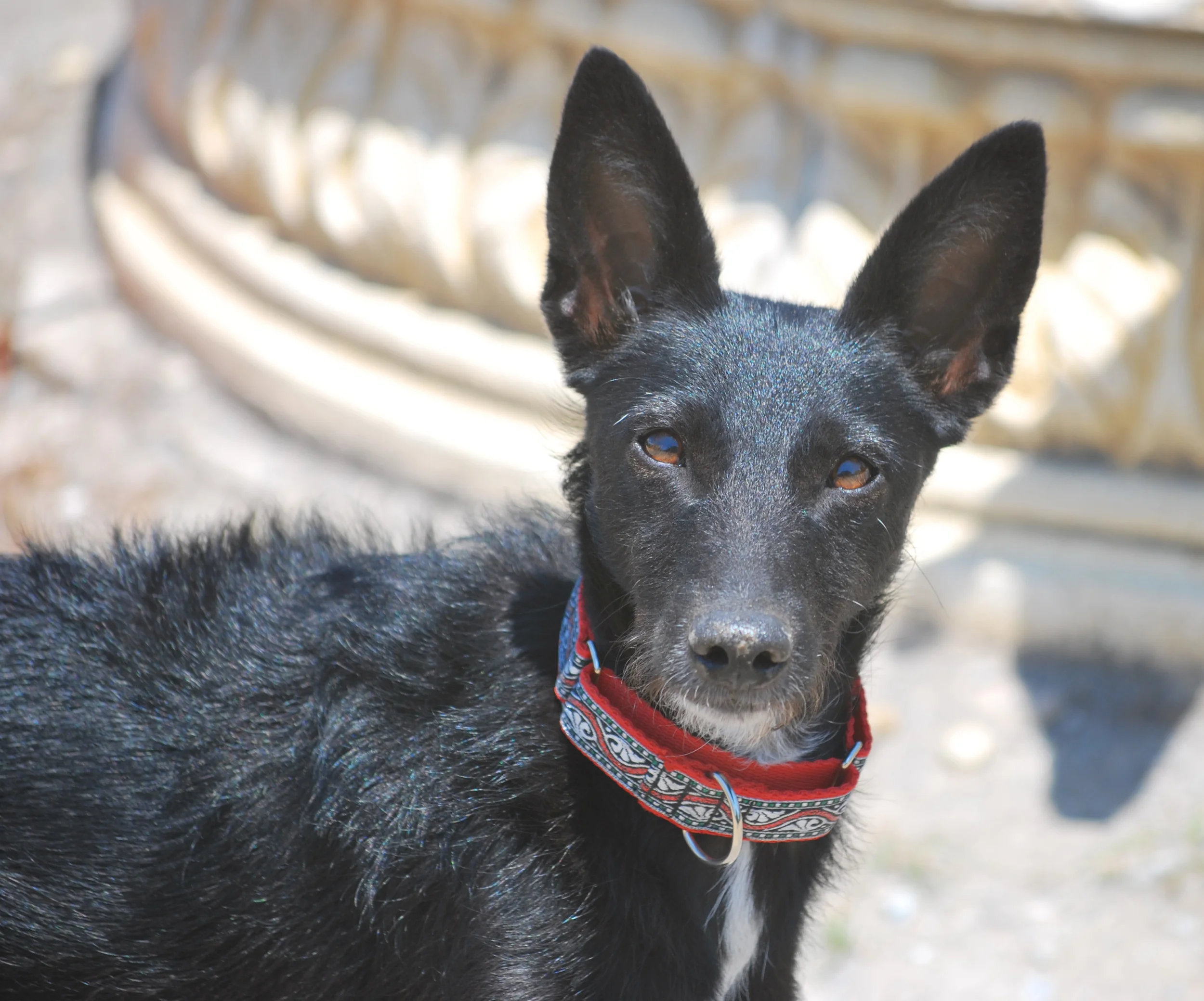 Galgos & Podencos — GPS