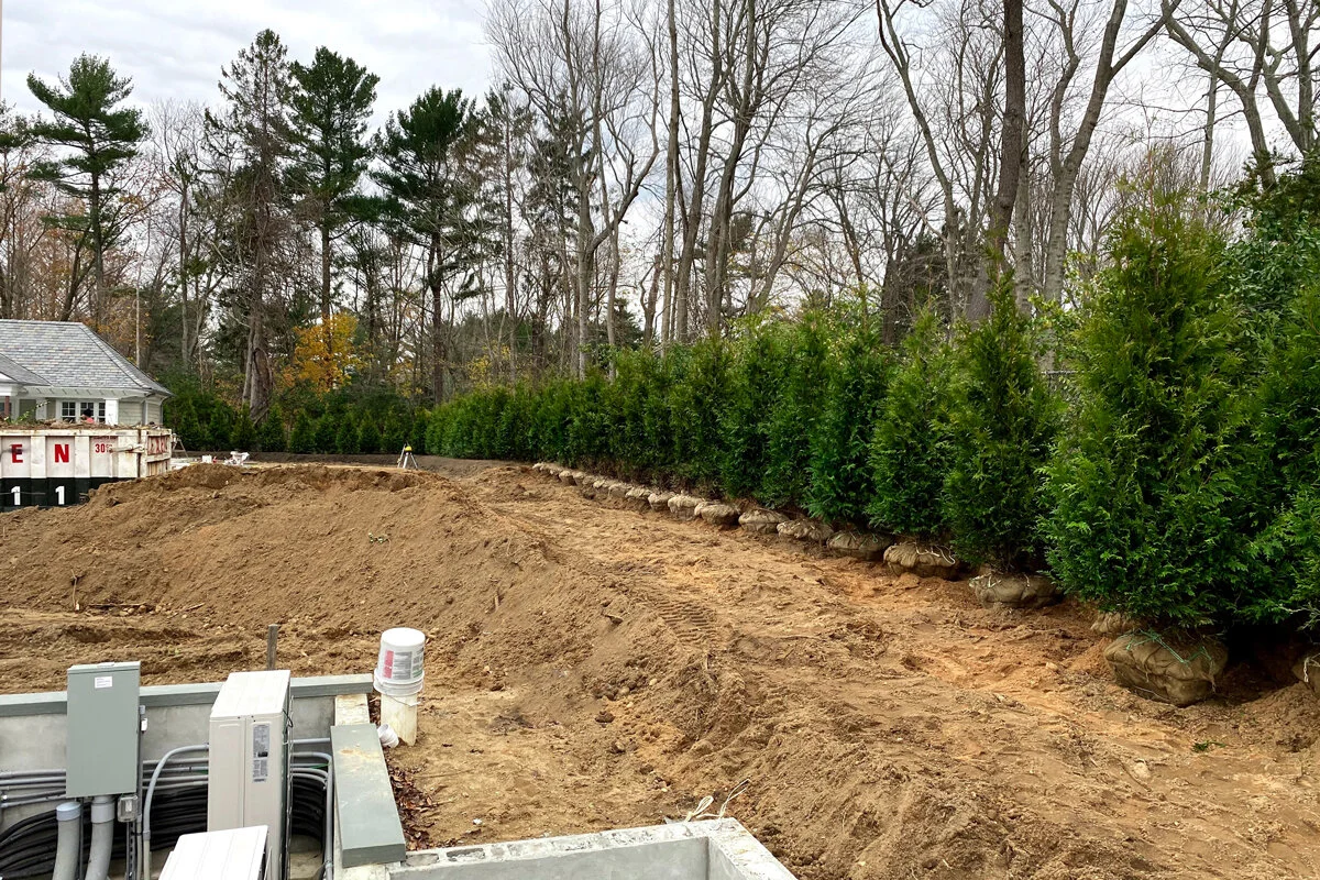 Quality Screening Trees — Silverleaf Landscape Design