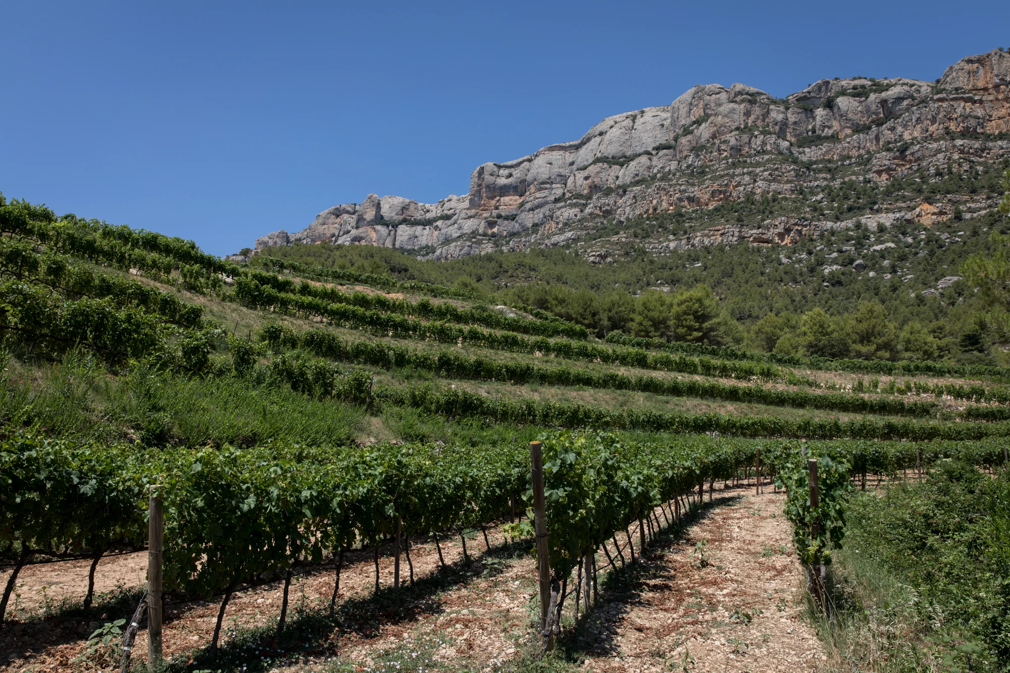 PRIORAT — MOOD WINE