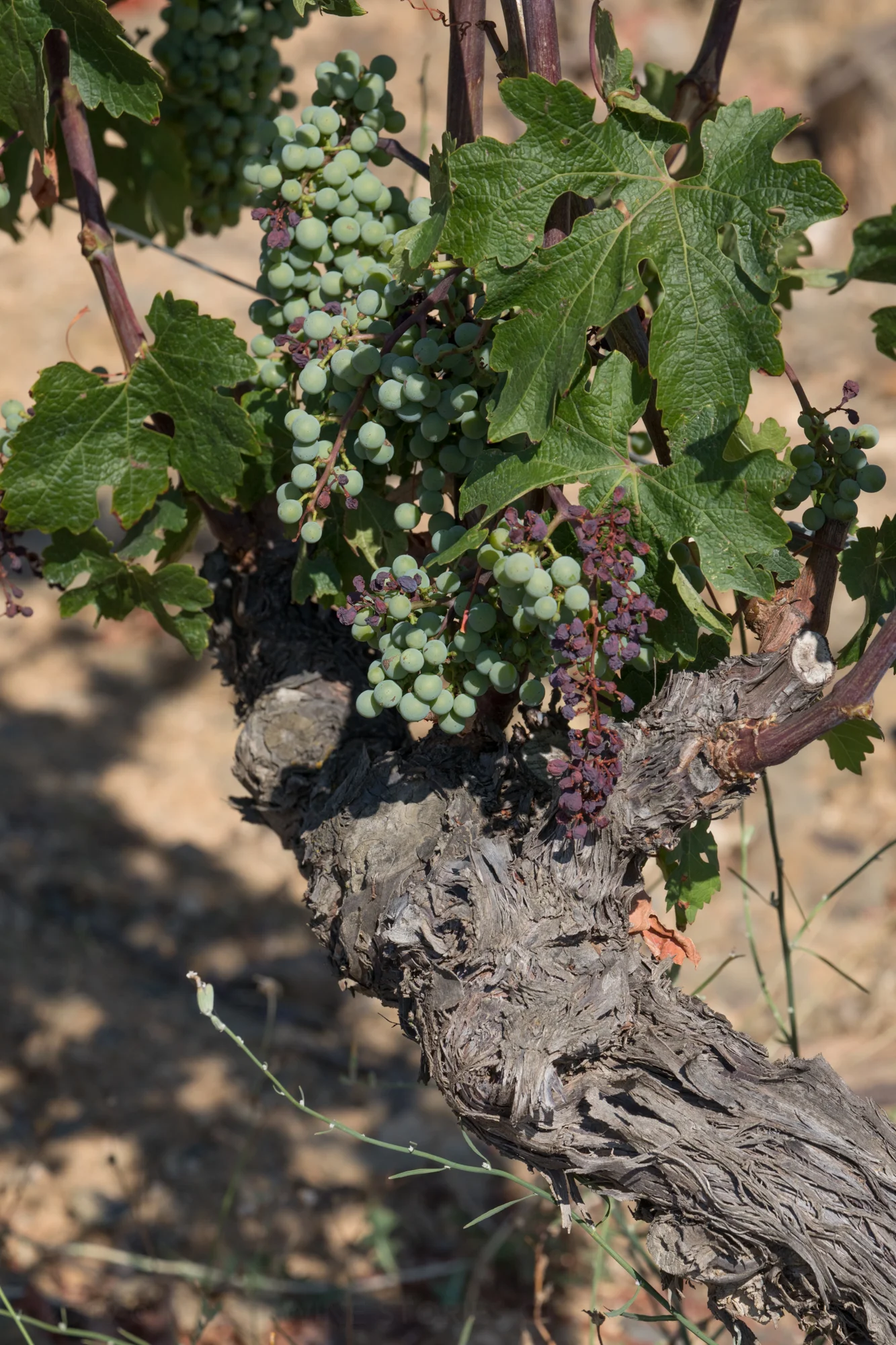 PRIORAT — MOOD WINE