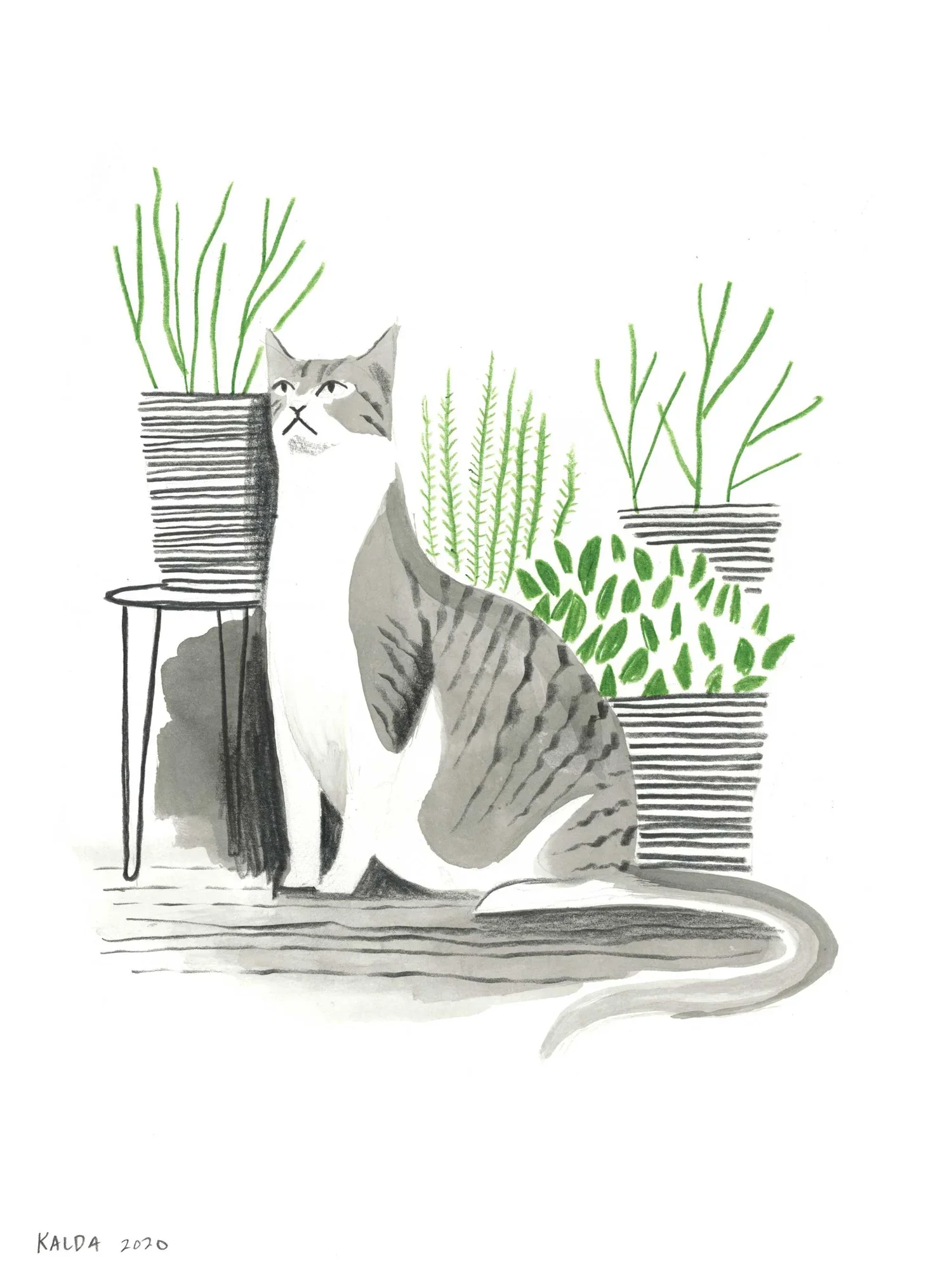 About/Contact — The CAT Agency