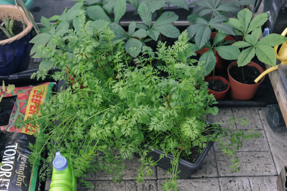 Botanical- Garden- Summer. — Edgeland Observer