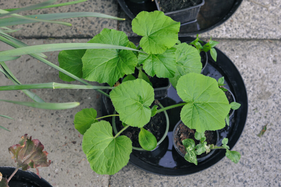 Botanical- Garden- Summer. — Edgeland Observer.