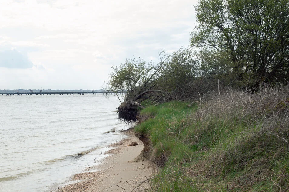 Walks- Hamble Common-Hampshire. — Edgeland Observer.