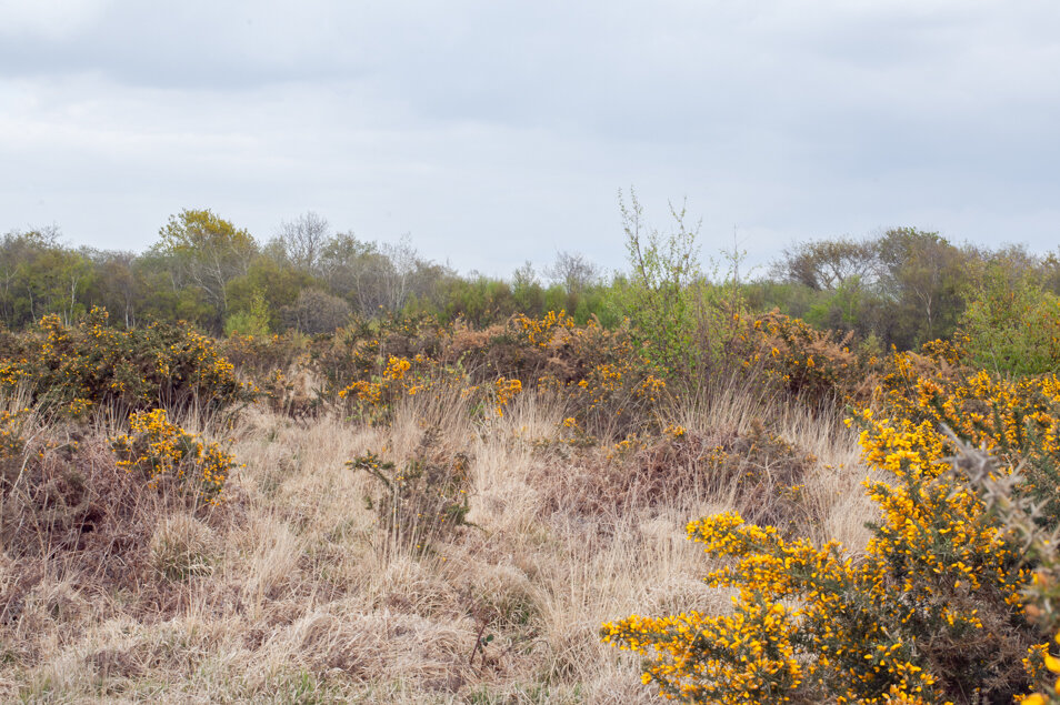 Walks- Hamble Common-Hampshire. — Edgeland Observer.