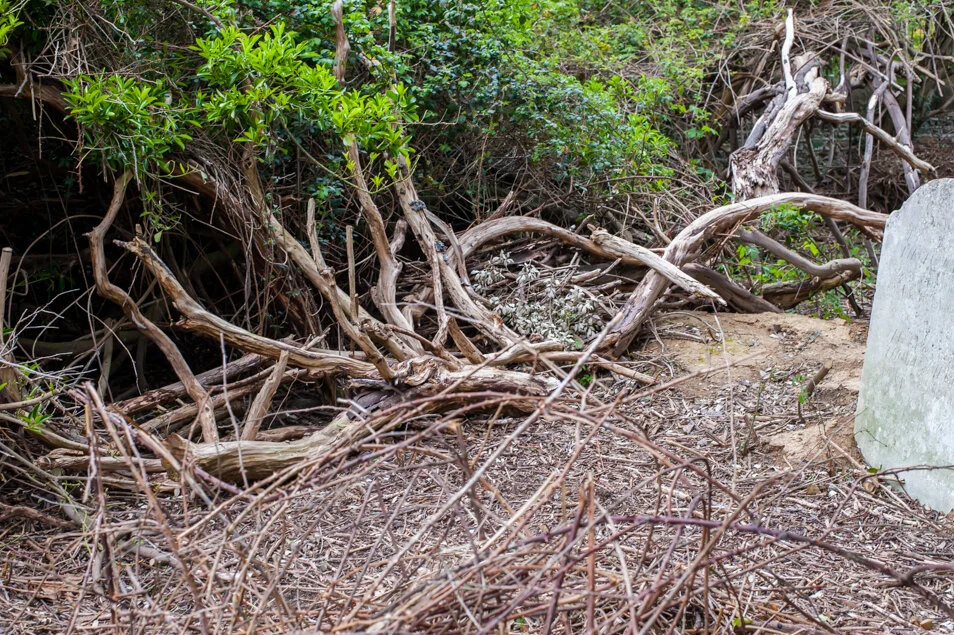 Churches- St Mary's Church-Chidham-West Sussex. — Edgeland Observer.