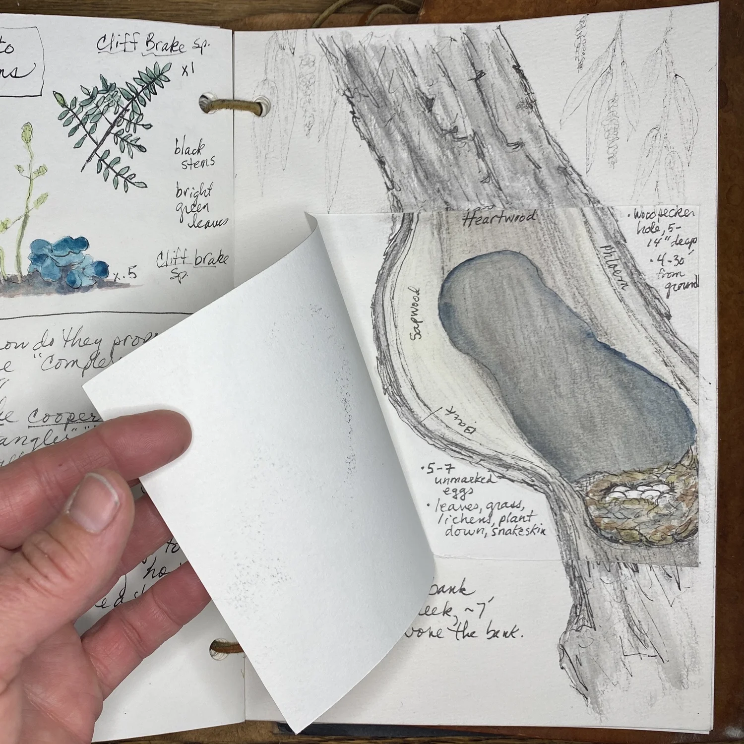 Nature Journal Academy — Exploring Overland
