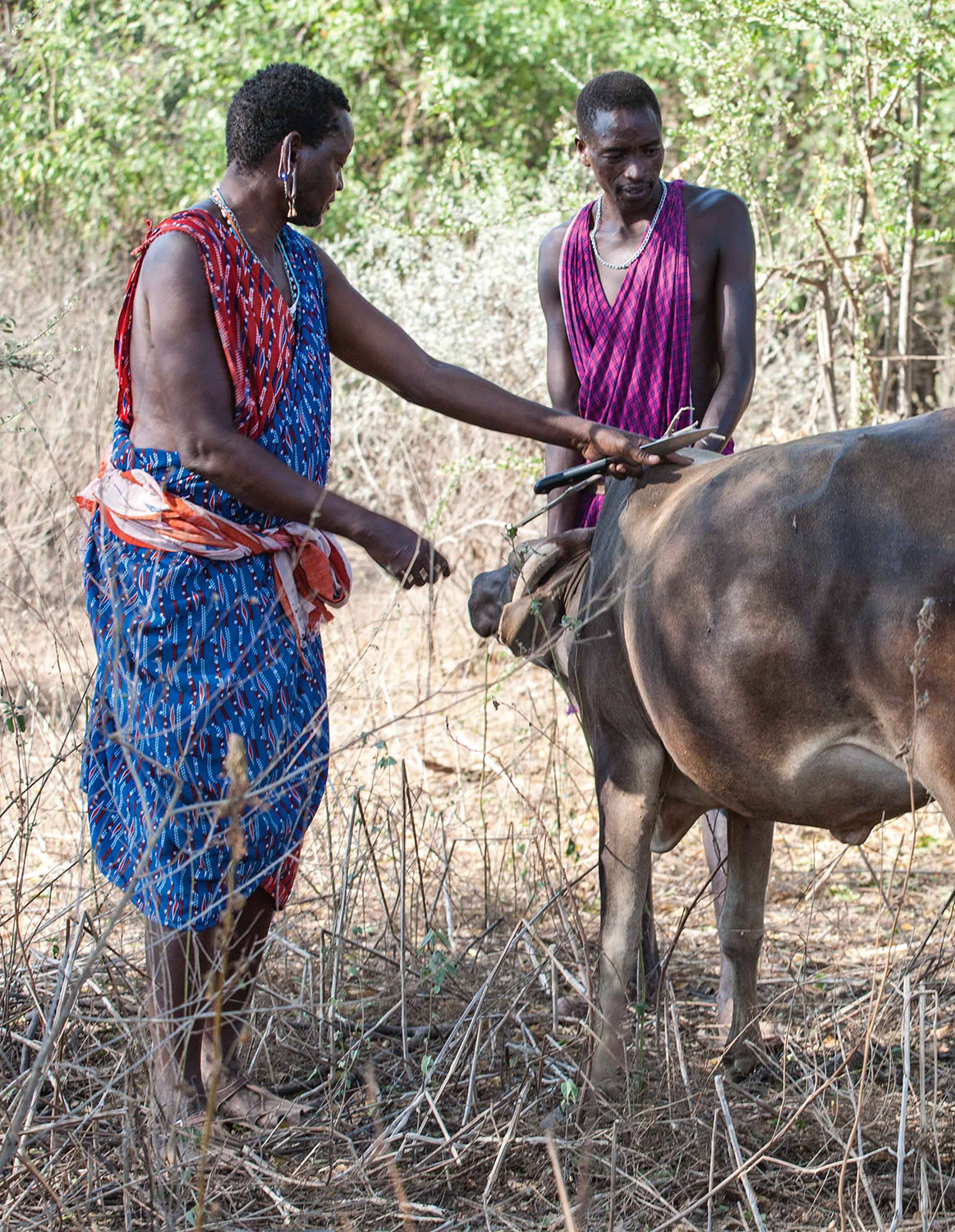 Maasai Bull