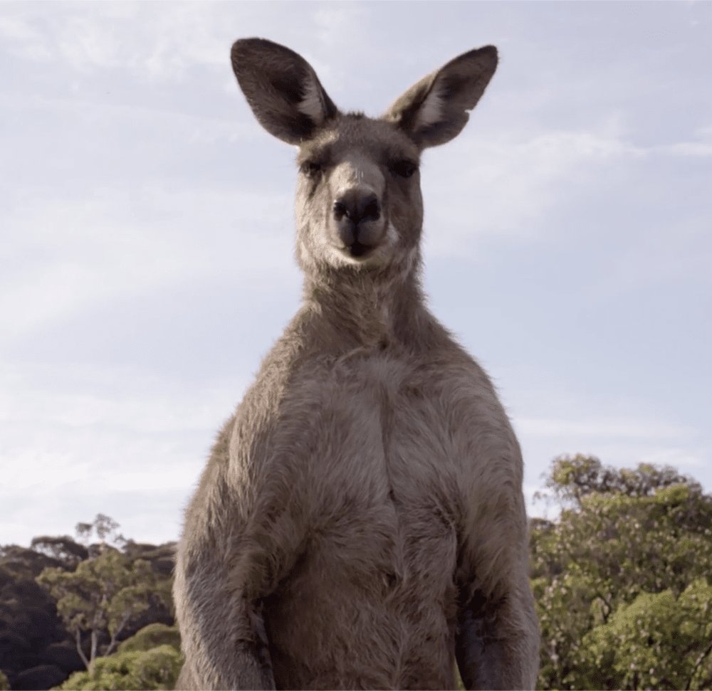 Virtual Field Trip: Unique Grasslands of the World — Exploring Overland