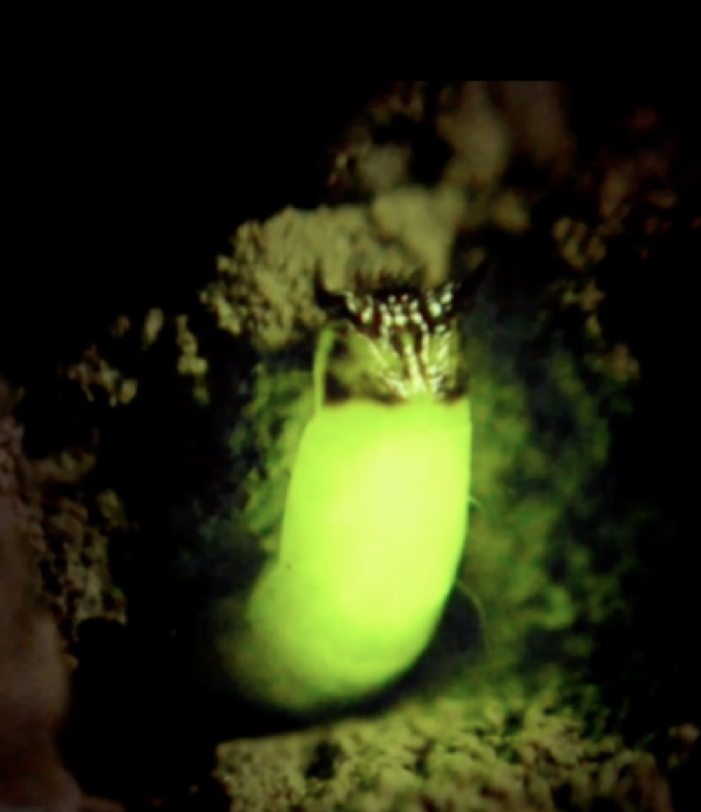 Virtual Field Trip: Unique Grasslands of the World — Exploring Overland