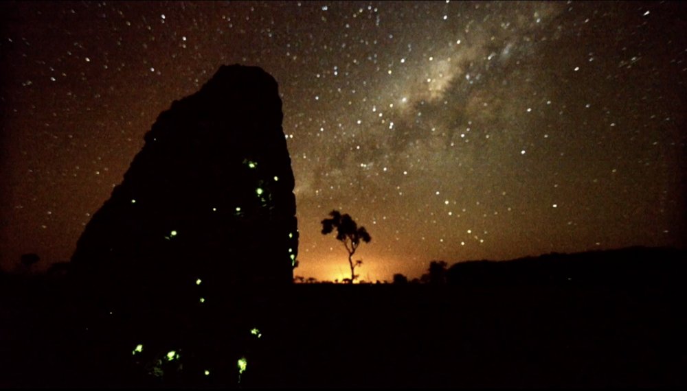 Virtual Field Trip: Unique Grasslands of the World — Exploring Overland