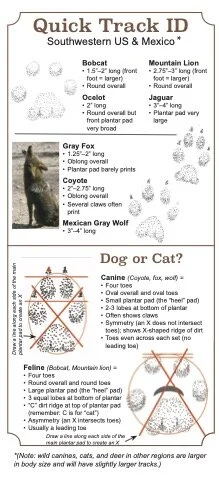Animal Track Identification Cards