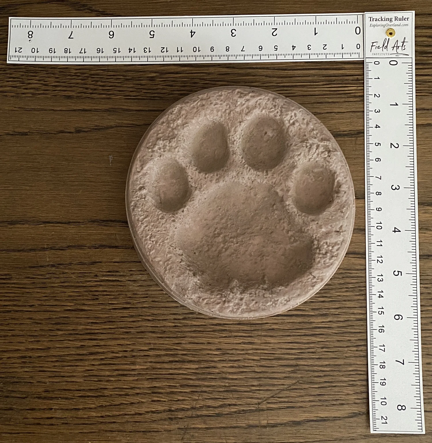 Field Arts Workshop: Animal Tracking 101 for Field Notebooks ...