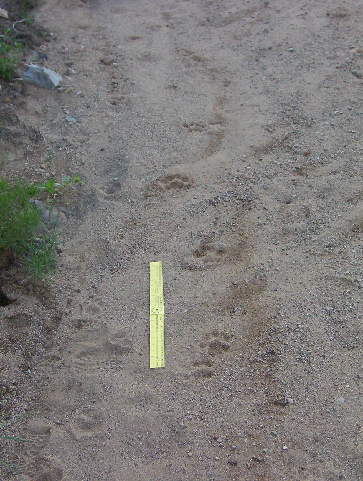 Field Arts Workshop: Animal Tracking 101 for Field Notebooks ...
