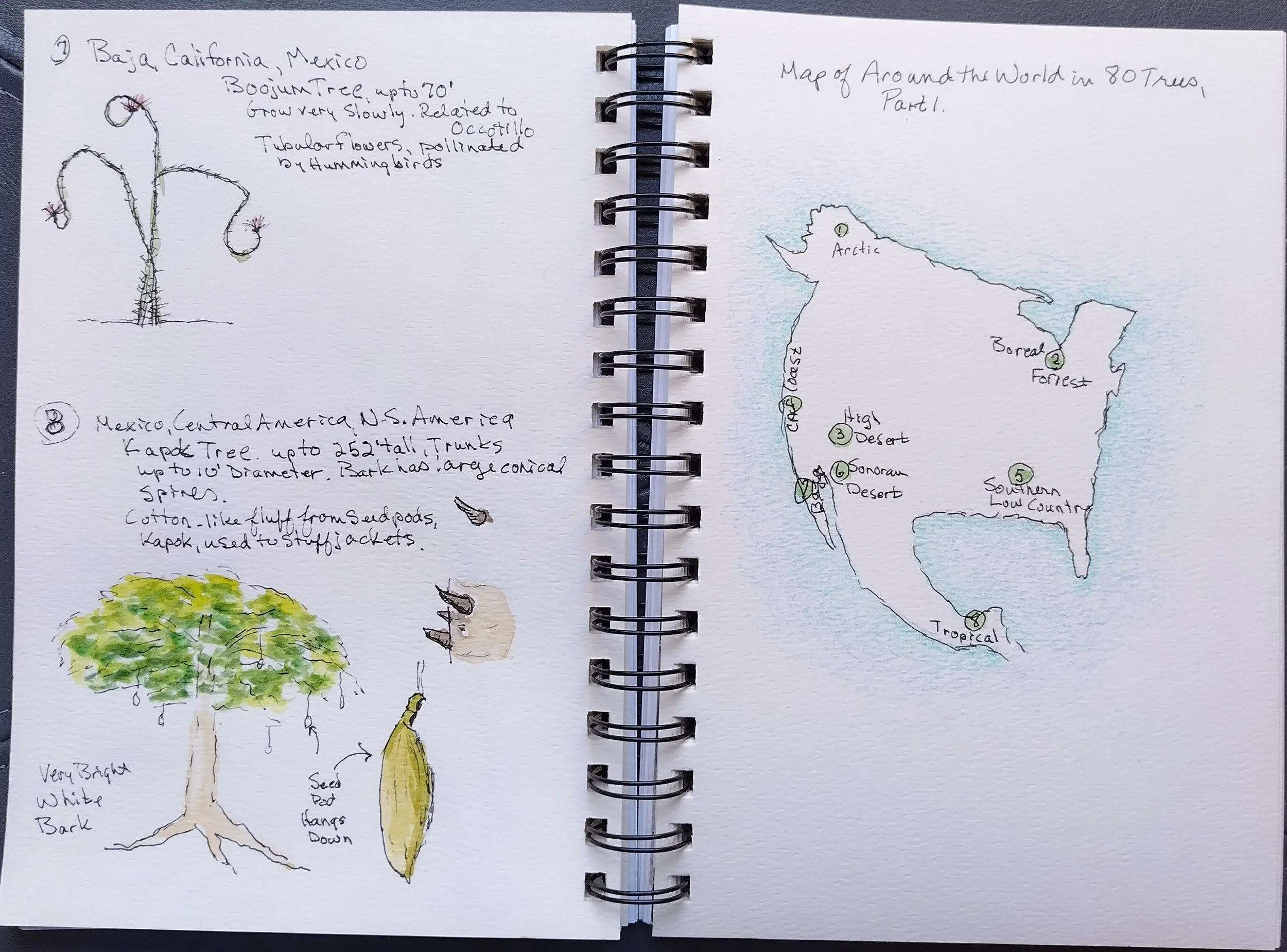 Field Arts Workshop: Around the World in 80 Trees No. 1 (N. America ...