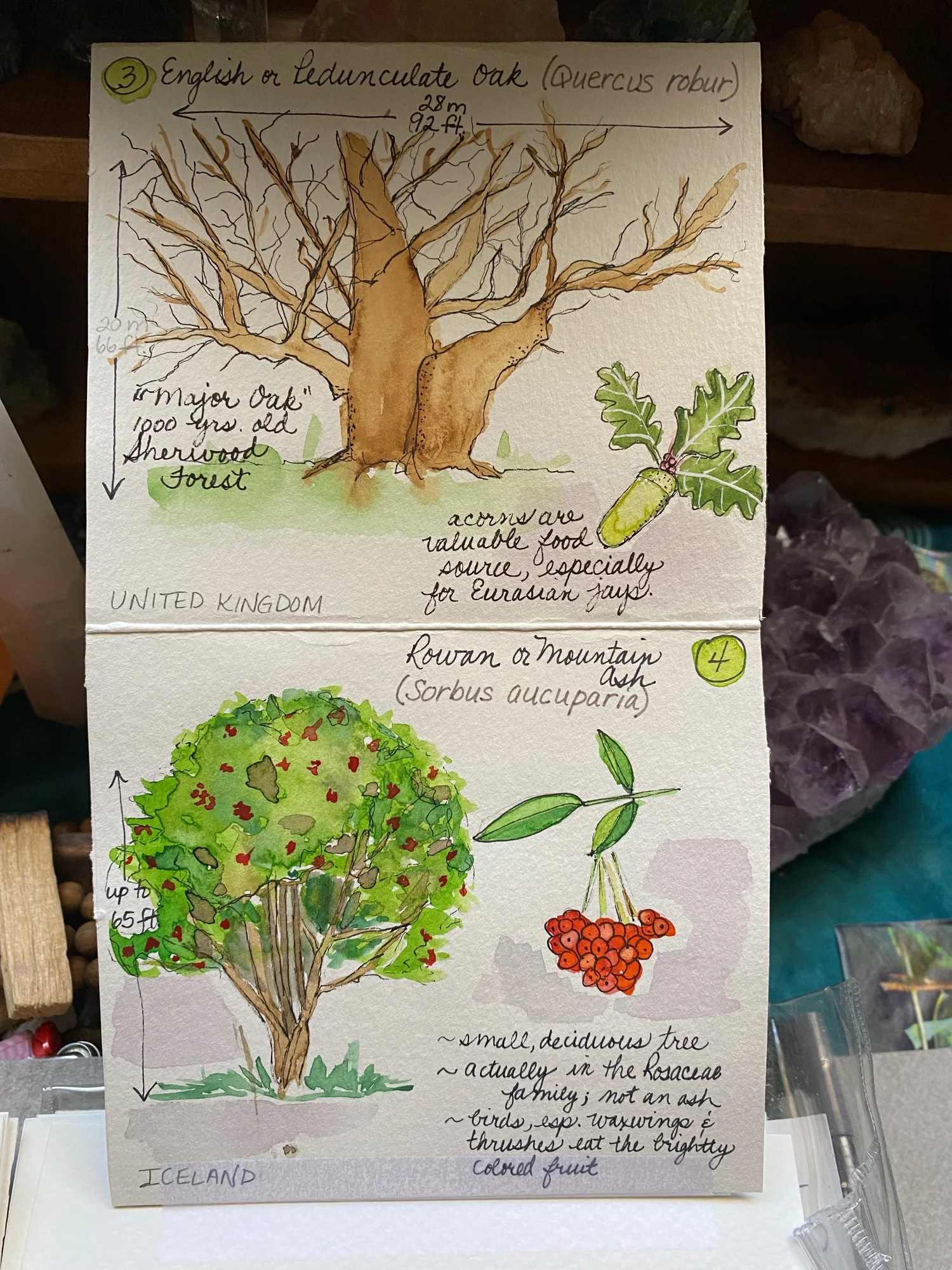 Field Arts Workshop: Around the World in 80 Trees No. 4 (Europe ...