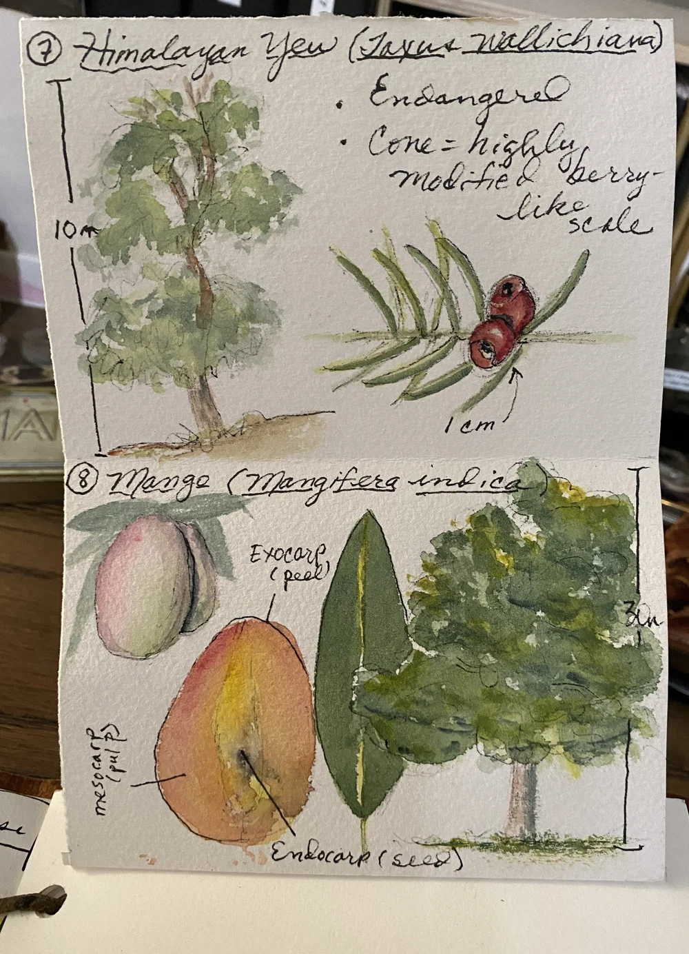 Field Arts Workshop: Around the World in 80 Trees No. 5 (Asia - Part 1 ...