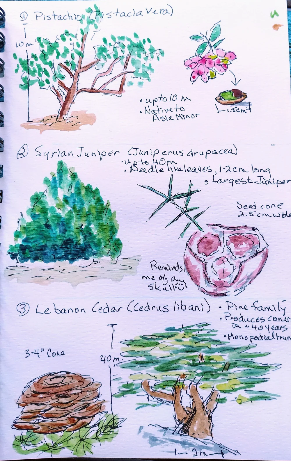 Field Arts Workshop: Around the World in 80 Trees No. 5 (Asia - Part 1 ...