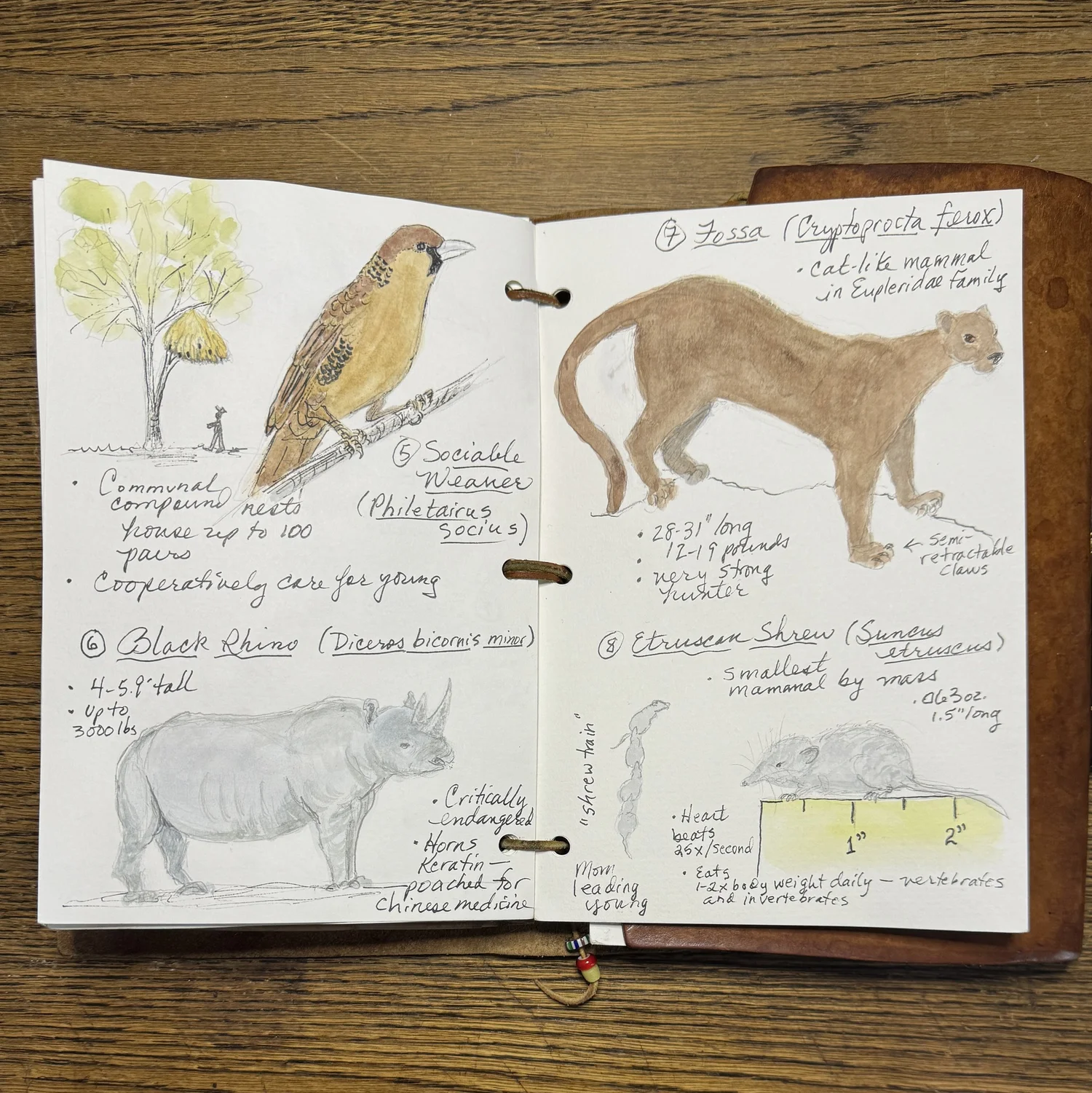 Field Arts | Roseann Hanson — Exploring Overland