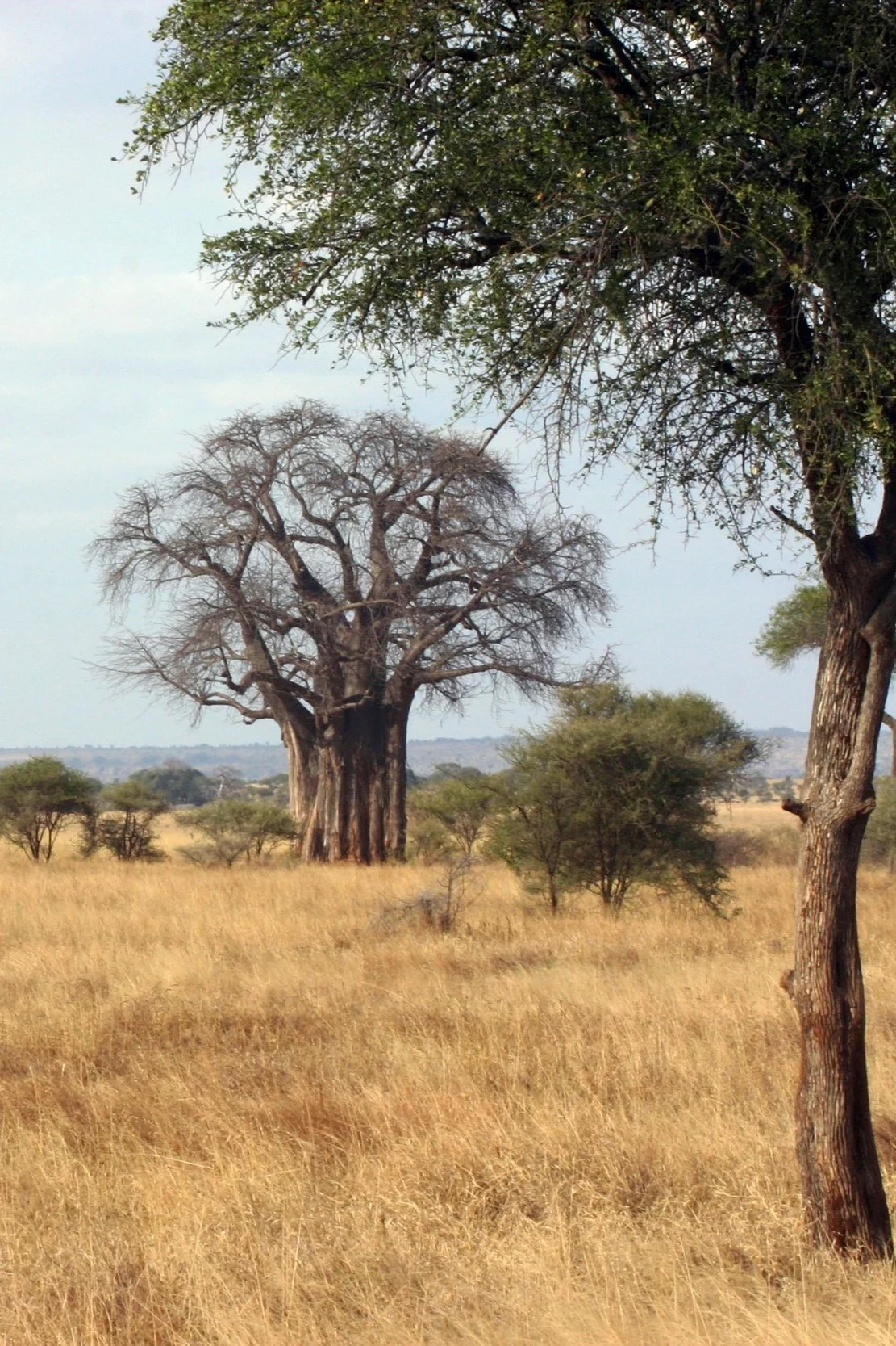 Around the World in 80 Trees – Africa [FREE WORKSHOP] — Exploring Overland