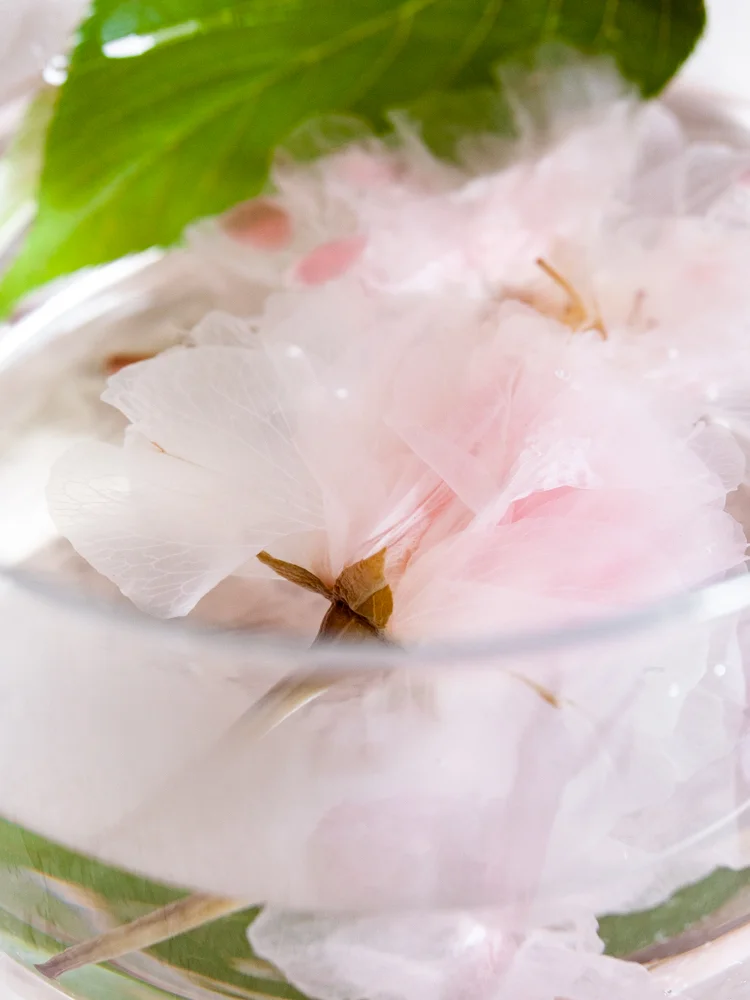 Savor Spring How To Make Preserved Cherry Blossom Tea — The Rikumo Journal