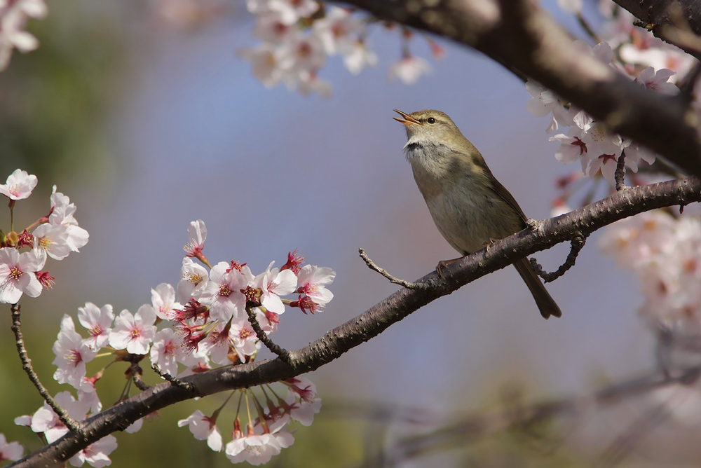Celebrating Spring: Two Japanese Customs That Honor the Changing of the ...