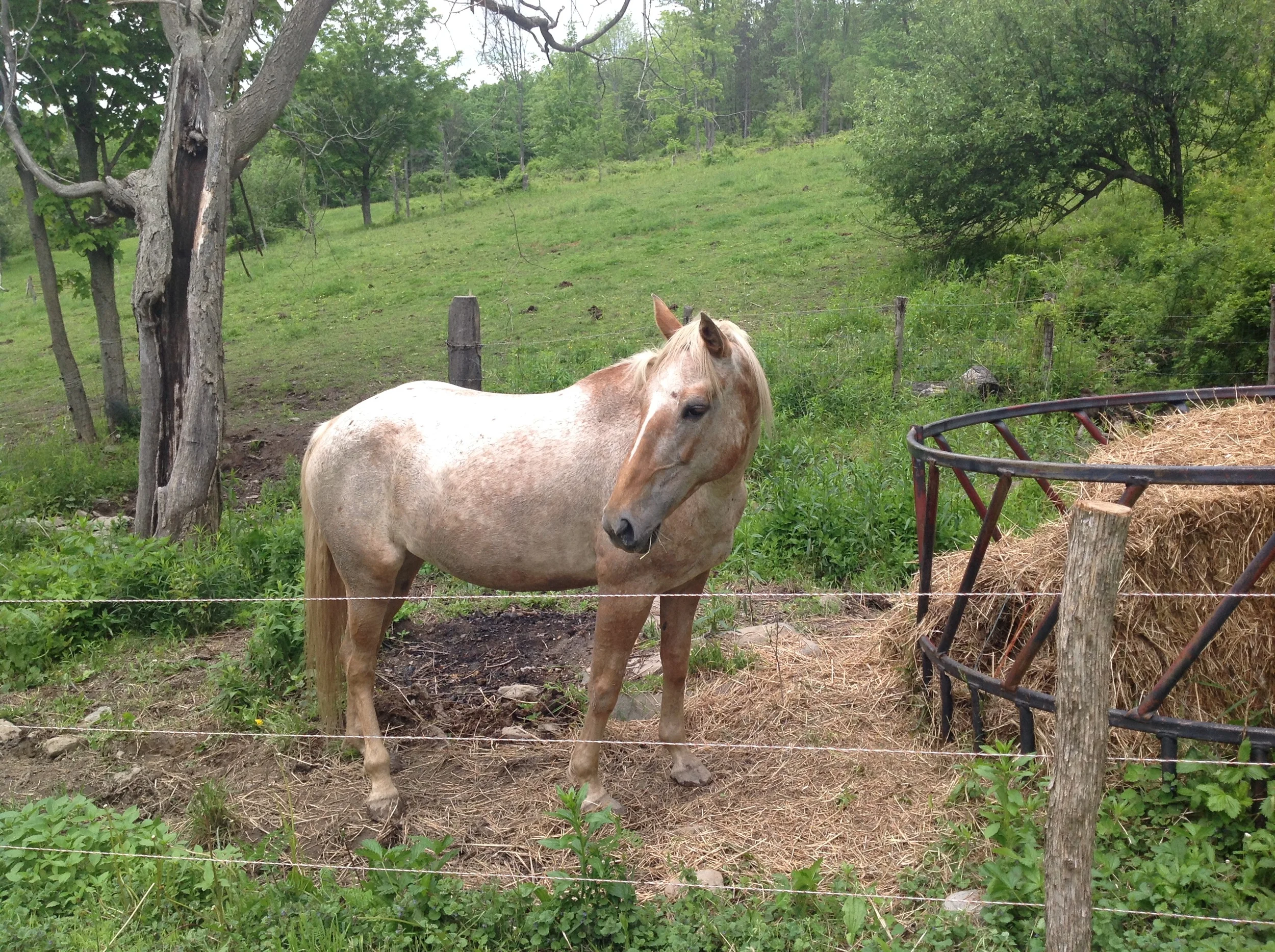 One Trick Pony