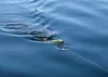 What is a Front Runner and Why Should You Use One? — Tactical Bassin ...