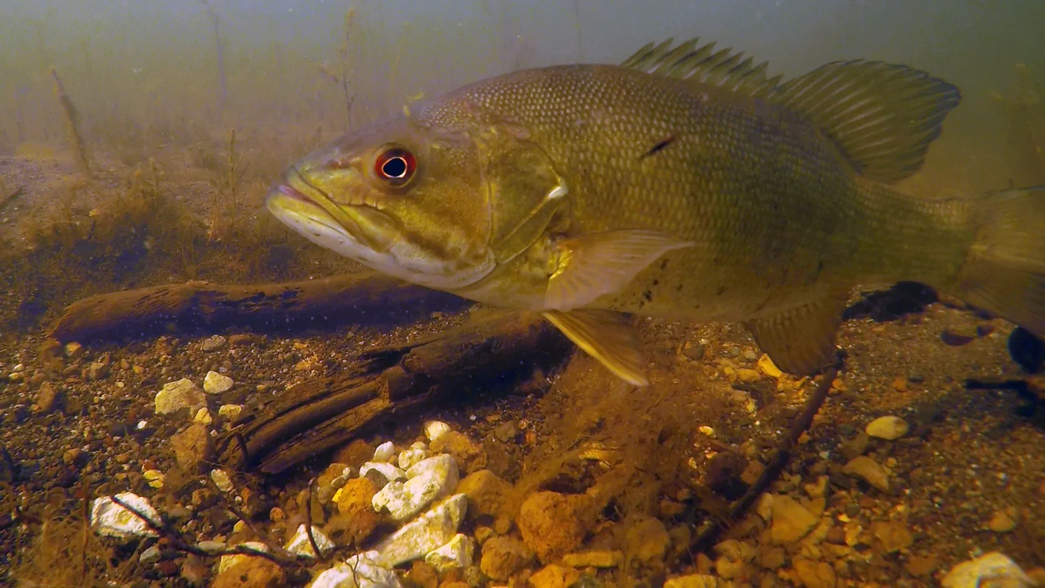 Awesome Underwater Footage of Smallmouth Bass Strikes! — Tactical ...