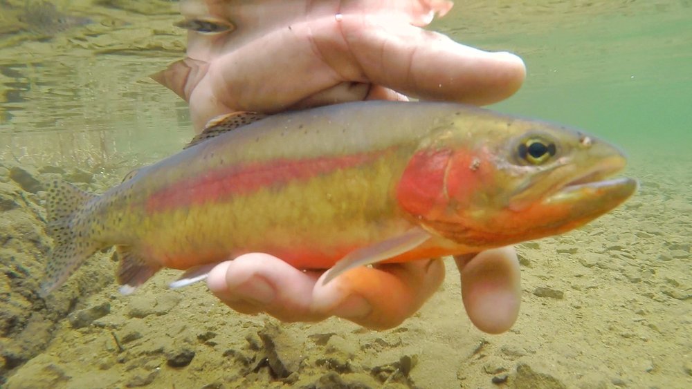 We Caught The Most Rare Fish In North America! — Tactical Bassin ...