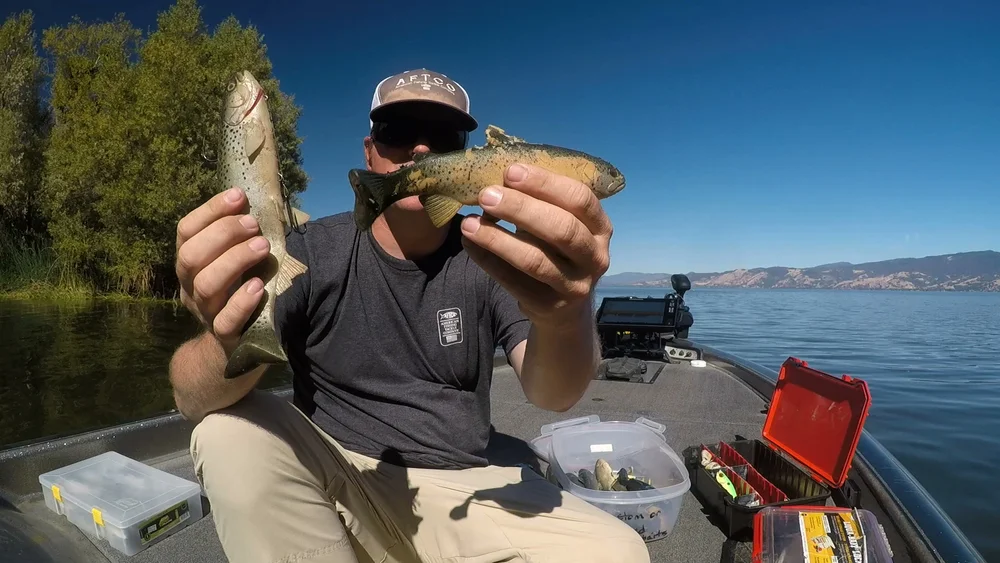 Swimbait Box Tour | Which Swimbaits Really Catch Fish? — Tactical Bassin' - Bass Fishing Blog