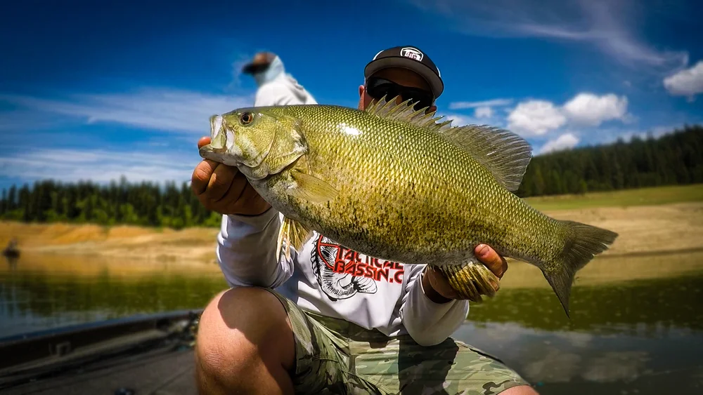Ned Rig Fishing For Big Bass — Tactical Bassin' - Bass Fishing Blog