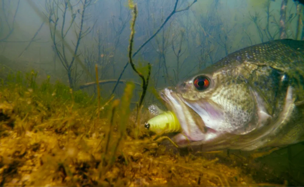 10 Best Underwater Bass Strikes Of All Time!! — Tactical Bassin' - Bass ...