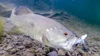 How Fish React To Different Lures - Incredible Underwater Bite Footage ...