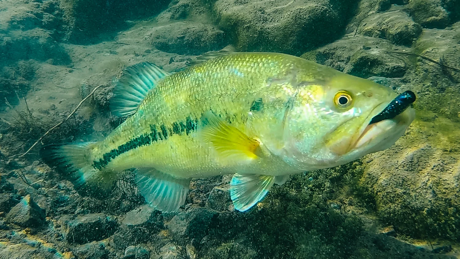 How To Catch Bass With Plastic Worms **Underwater Footage Of Bass ...