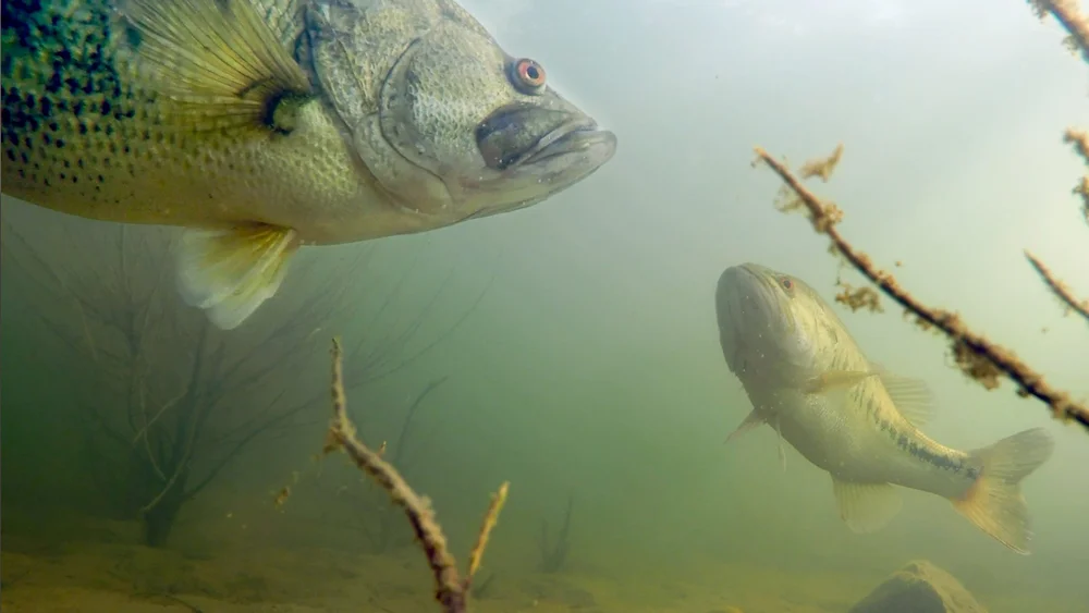 Tactical Bassin' - Bass Fishing Blog
