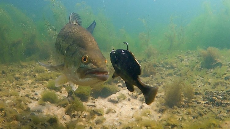 WHEN BASS ATTACK!!! Incredible Underwater Footage Of Bass Striking ...