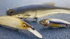 Power Fishing Tips For Spring! (Spinnerbait, Swimbait, And Micro Baits ...