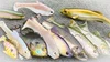 BUYER'S GUIDE: BEST SOFT SWIMBAITS — Tactical Bassin' - Bass Fishing Blog
